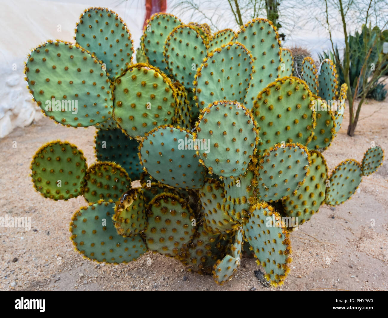Cactus plant desert nature hi-res stock photography and images - Alamy