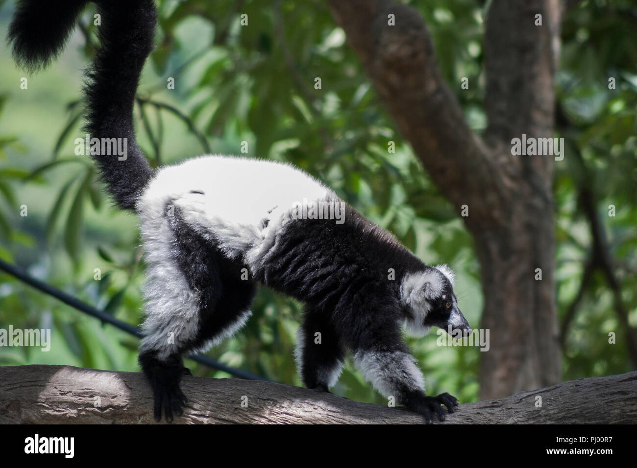 Black and white Ruffed Lemur / Lemur climbing tree Stock Photo - Alamy