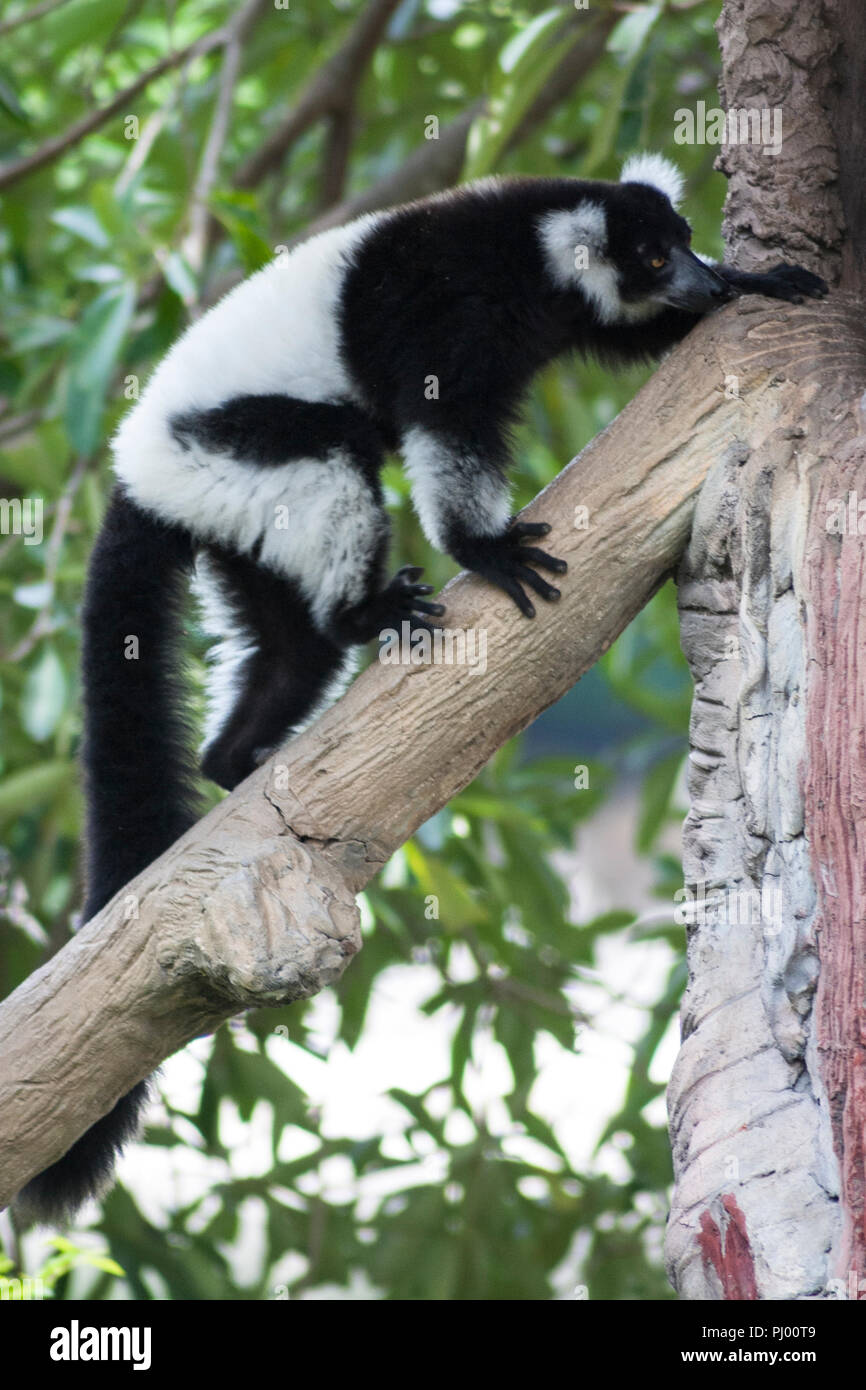 Black and white Ruffed Lemur / Lemur climbing tree Stock Photo - Alamy