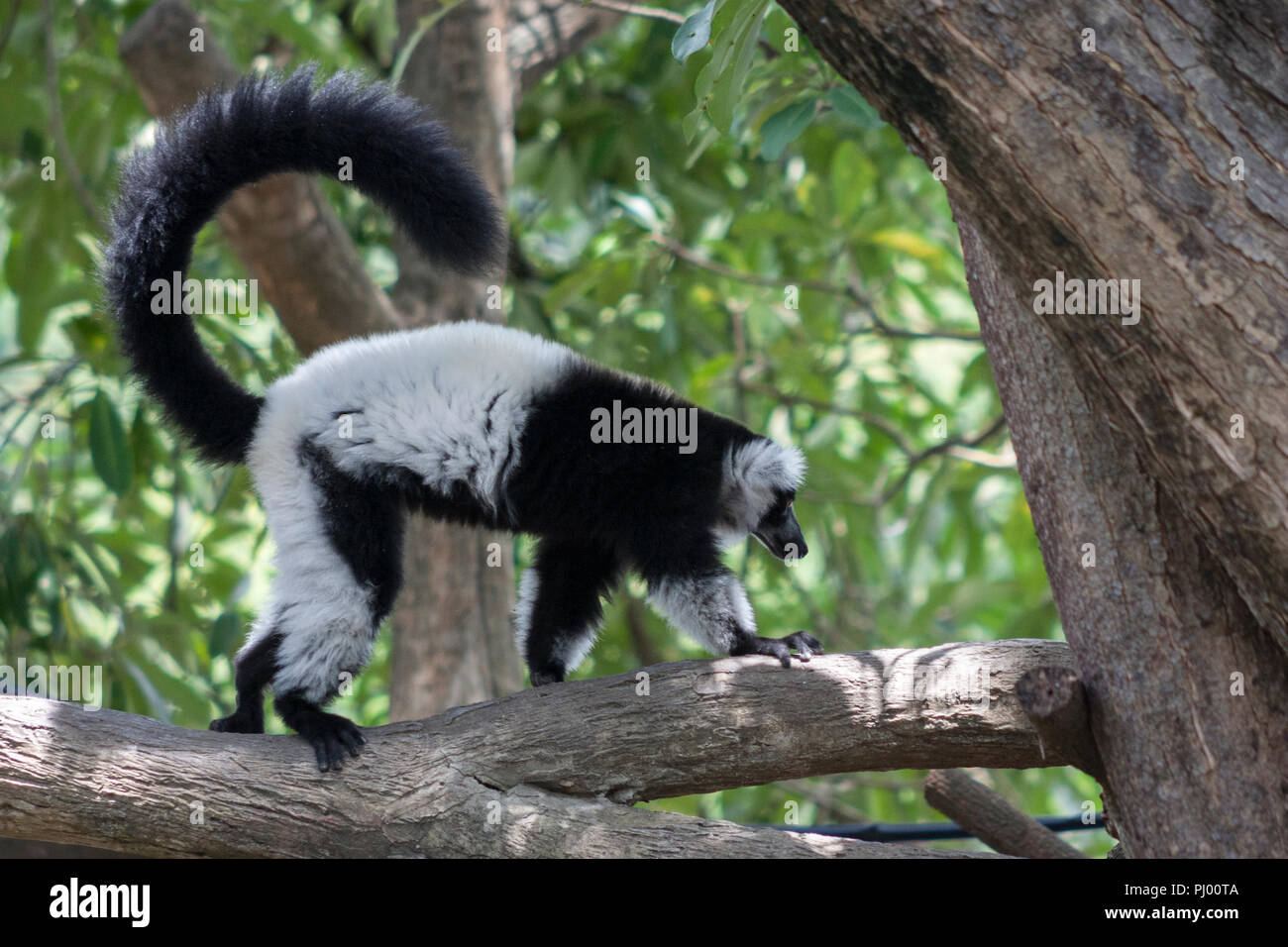 Black and white Ruffed Lemur / Lemur climbing tree Stock Photo - Alamy