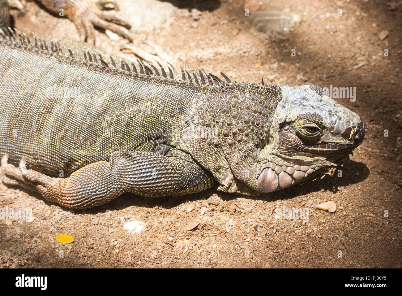 Green iguana or Common iguana / Is a species of iguana native to ...