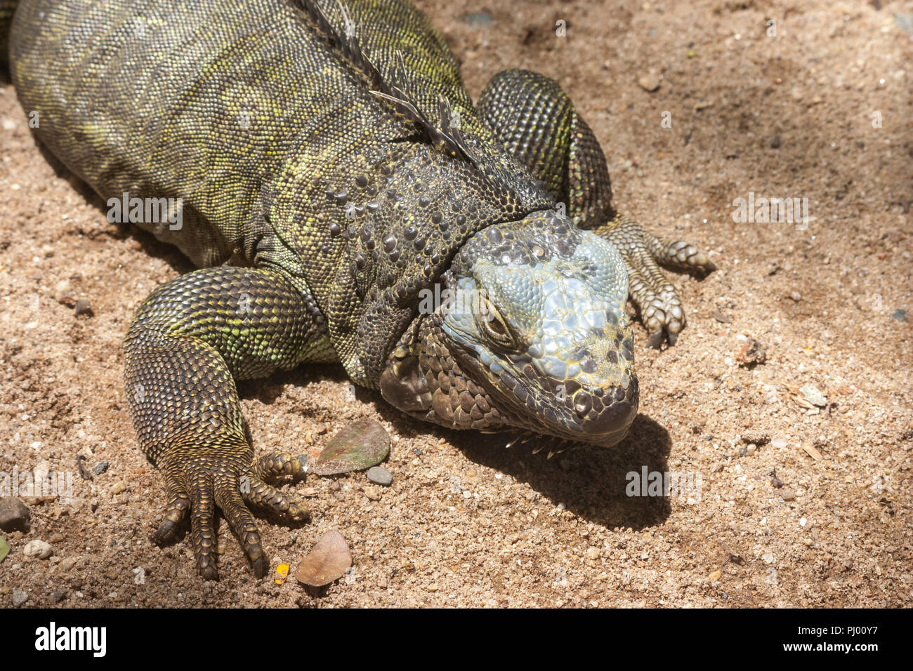 Green iguana or Common iguana / Is a species of iguana native to ...