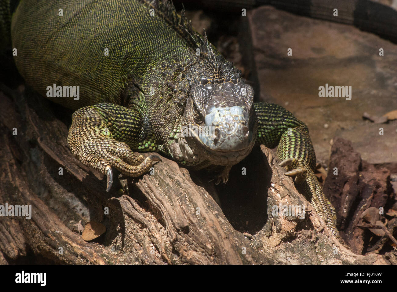 Green iguana or Common iguana / Is a species of iguana native to ...