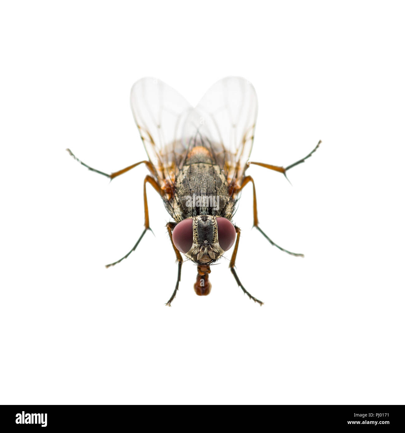 Insect spray hi-res stock photography and images - Alamy