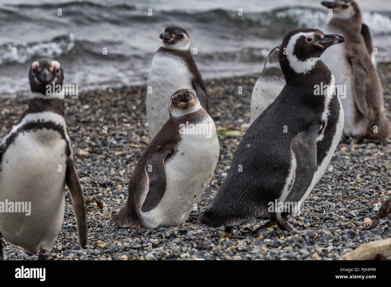 Magellanic Penguins, Martillo Island, Tierra del Fuego National park ...