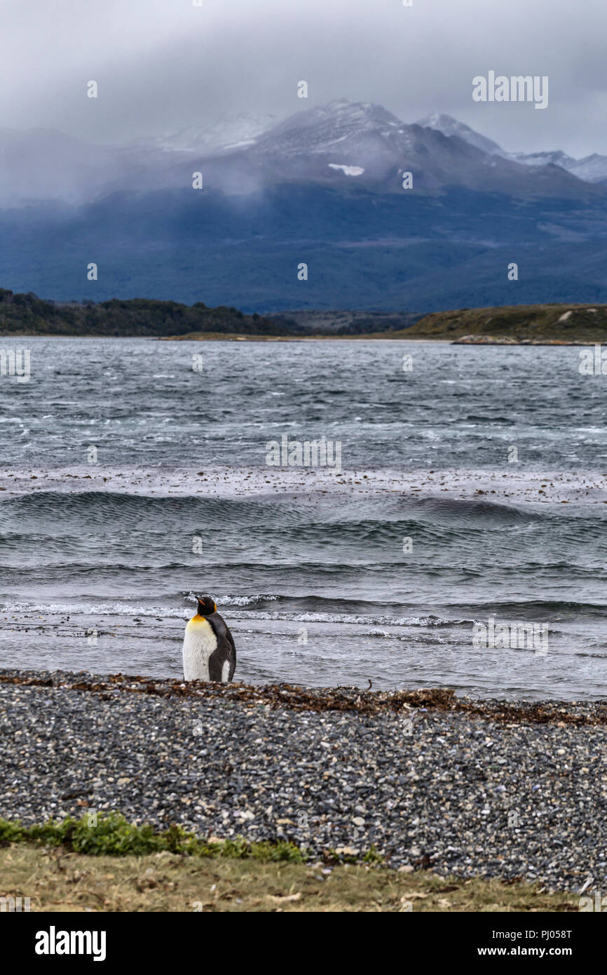 Magellanic Penguins, Martillo Island, Tierra del Fuego National park ...