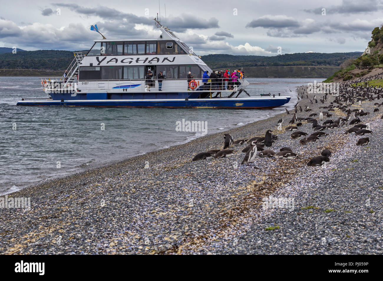 Magellanic Penguins, Martillo Island, Tierra del Fuego National park ...