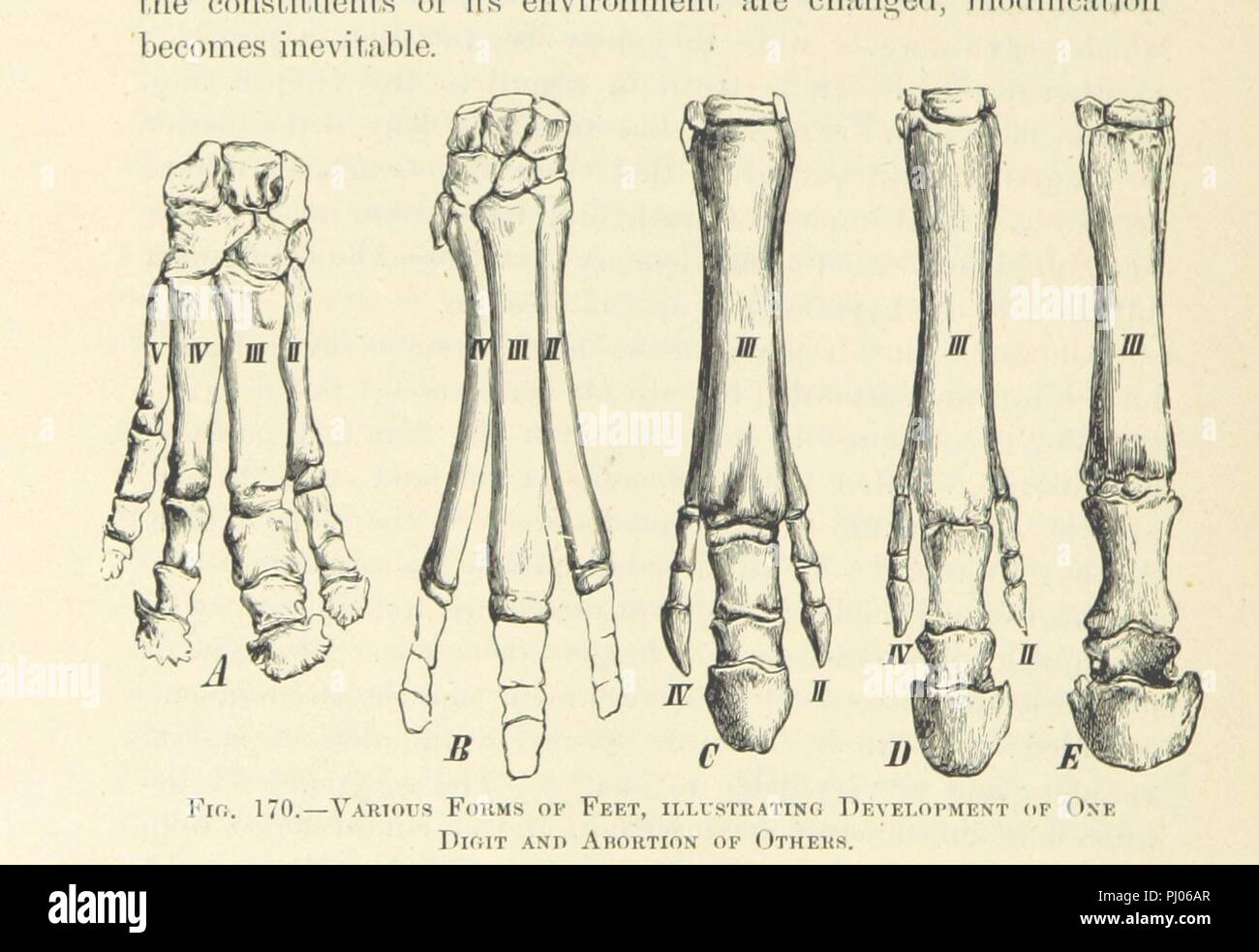 Image from page 604 of '[The Story of our Planet Illustrated.]' Stock Photo - Alamy