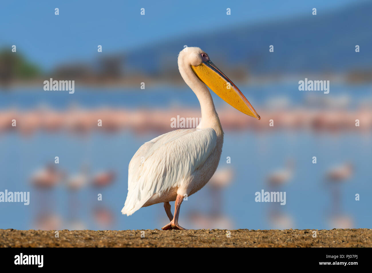 Great white pelican in lake, Kenya, Africa Stock Photo - Alamy