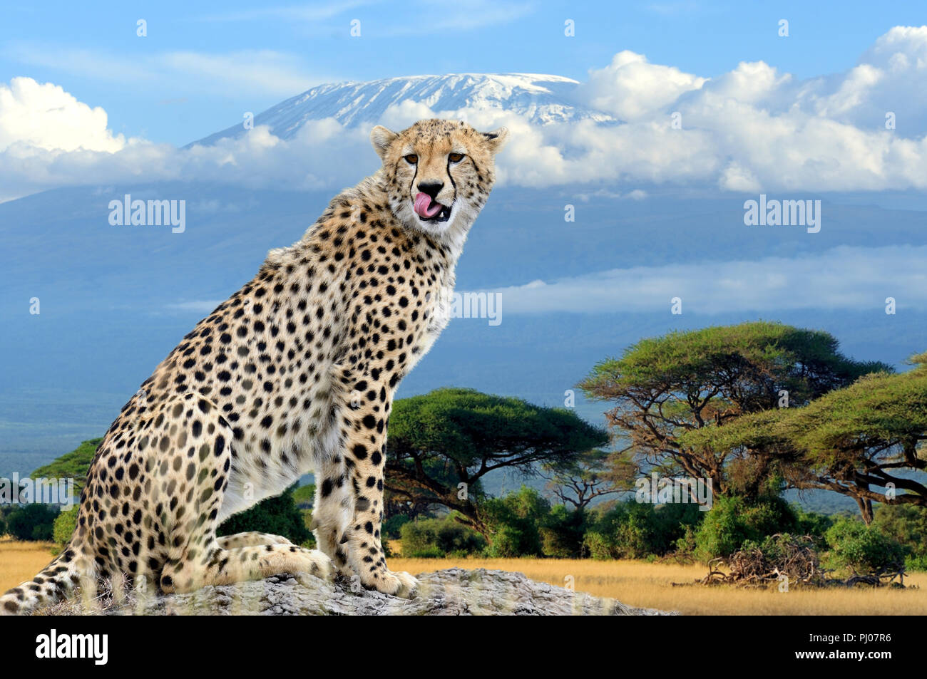 Wild african cheetah on Kilimanjaro mount background. Africa, Kenya ...