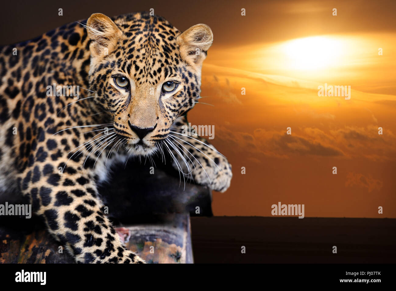 Leopard sunset hi-res stock photography and images - Alamy