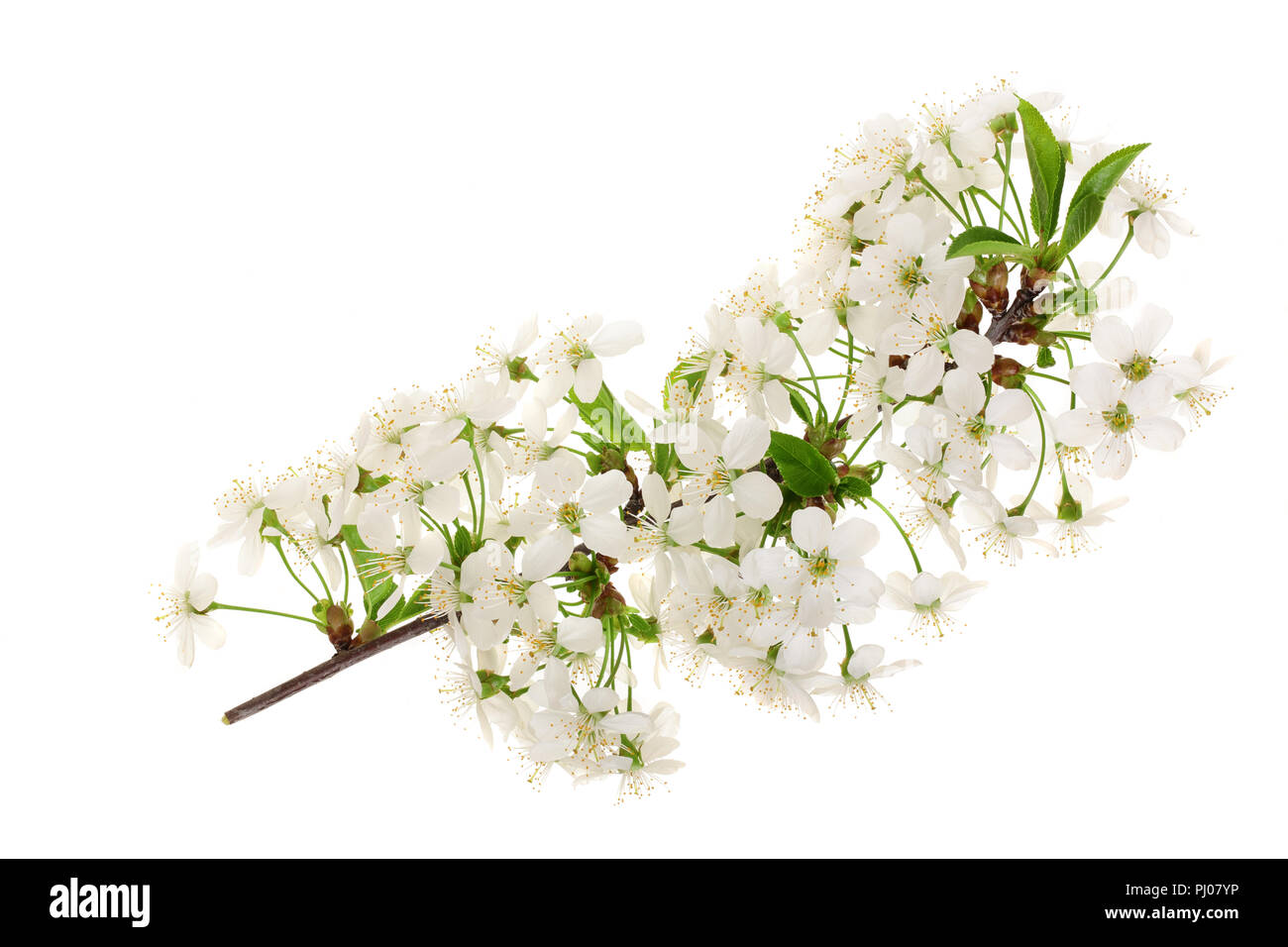 Pear tree top view Cut Out Stock Images & Pictures - Alamy