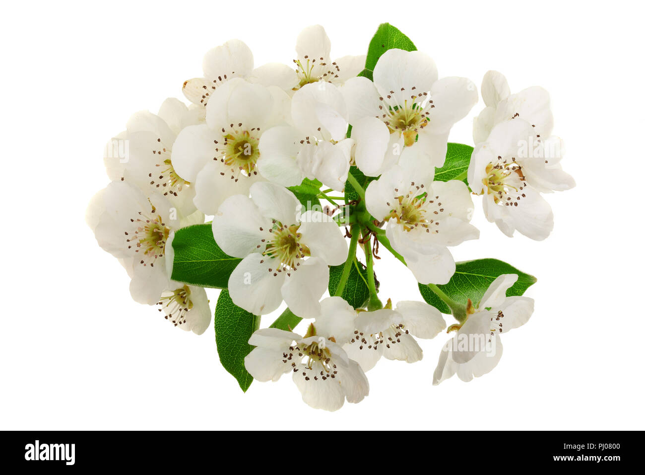 Pear tree top view Cut Out Stock Images & Pictures - Alamy