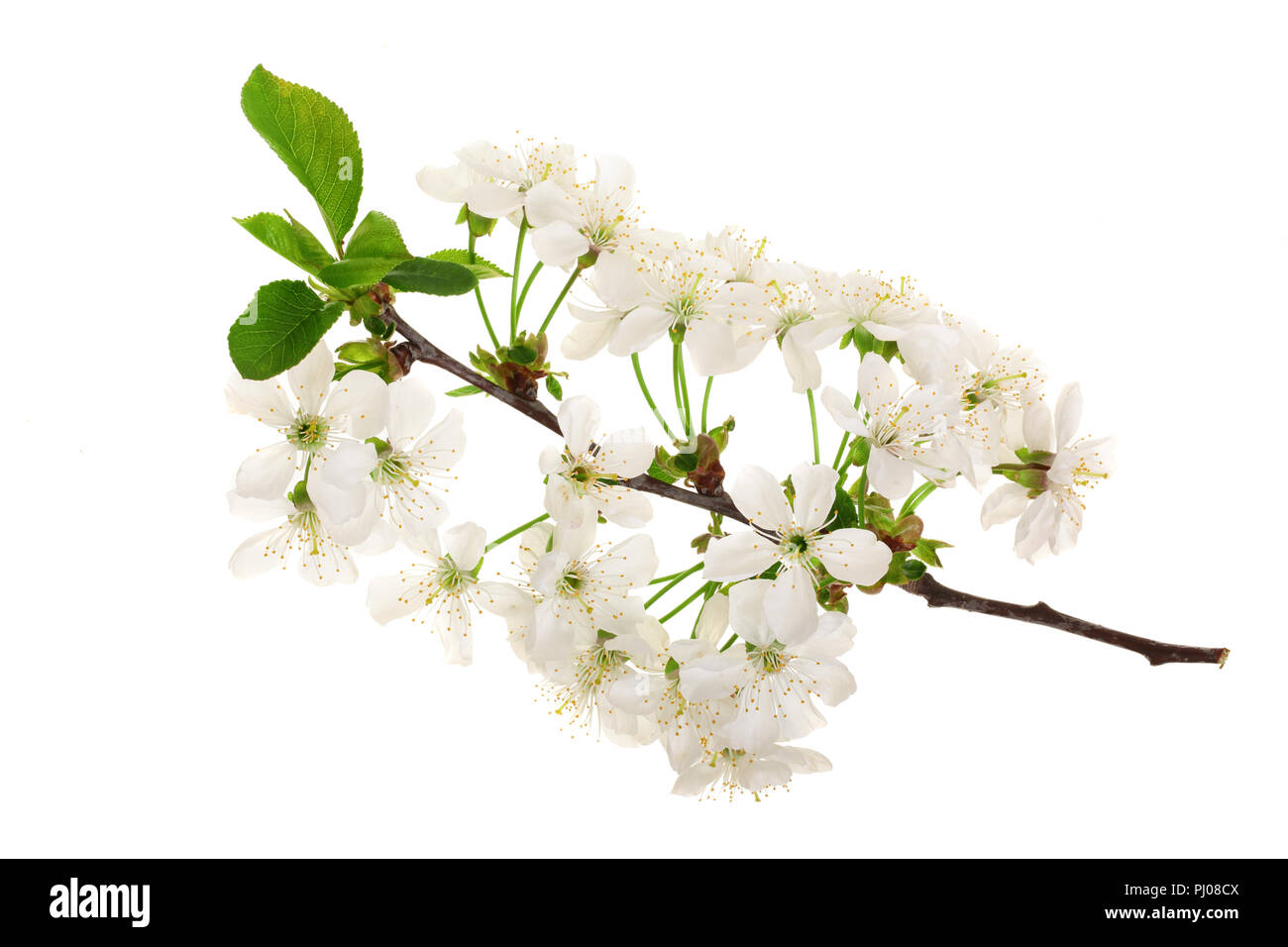 Pear tree top view Cut Out Stock Images & Pictures - Alamy