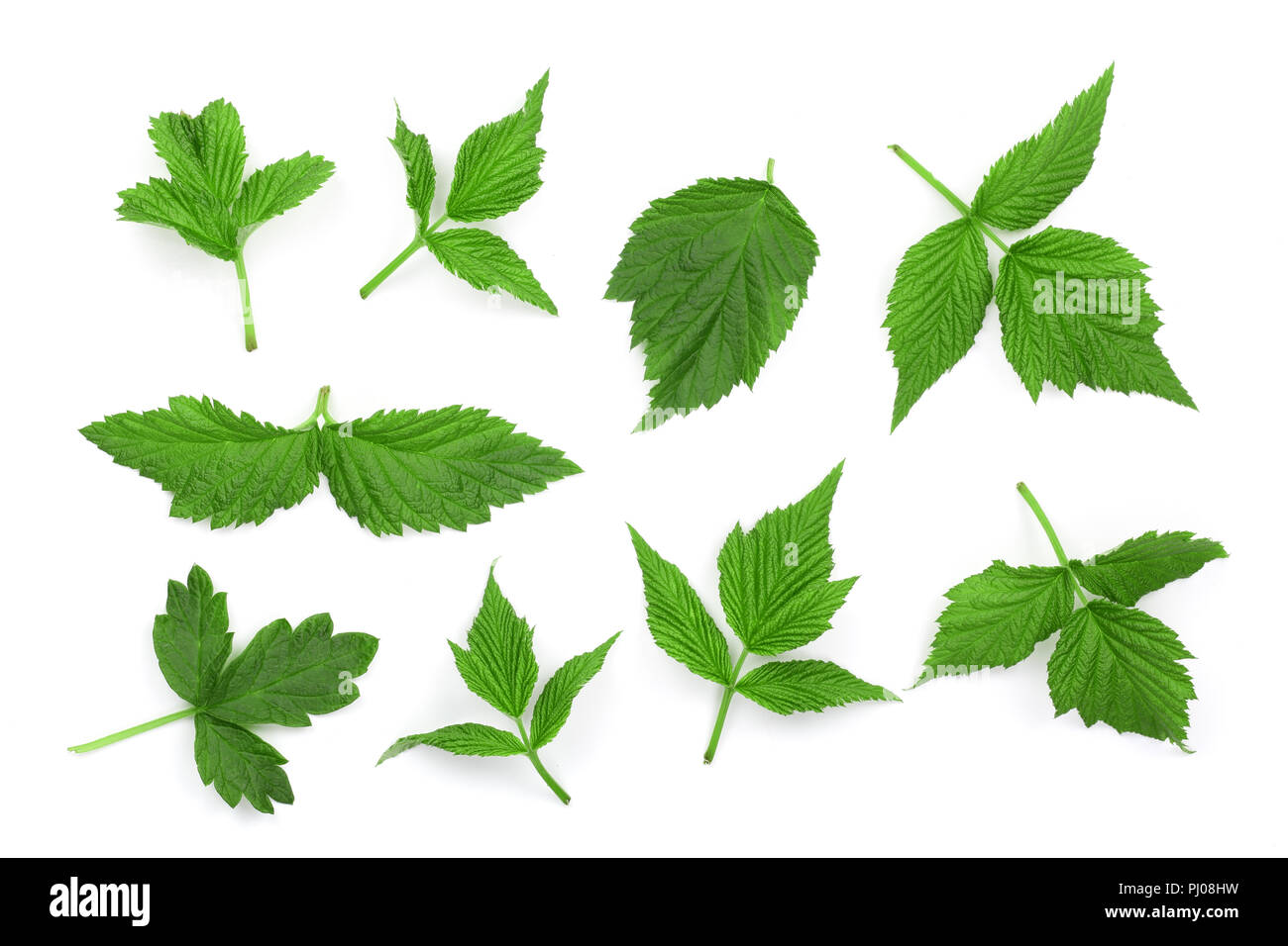 Raspberry leaves isolated on white background. Top view. Flat lay Stock ...