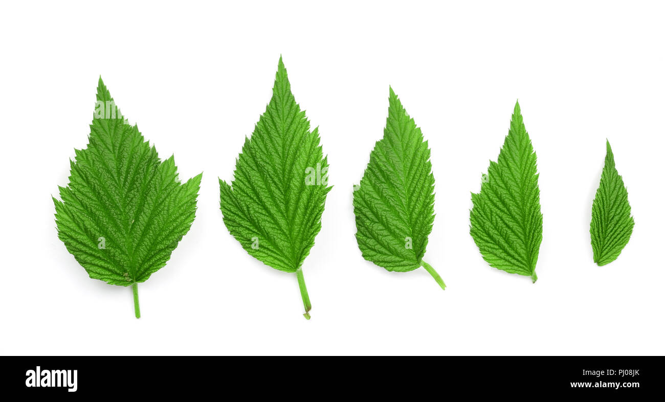 Raspberry leaves isolated on white background. Top view. Flat lay Stock ...