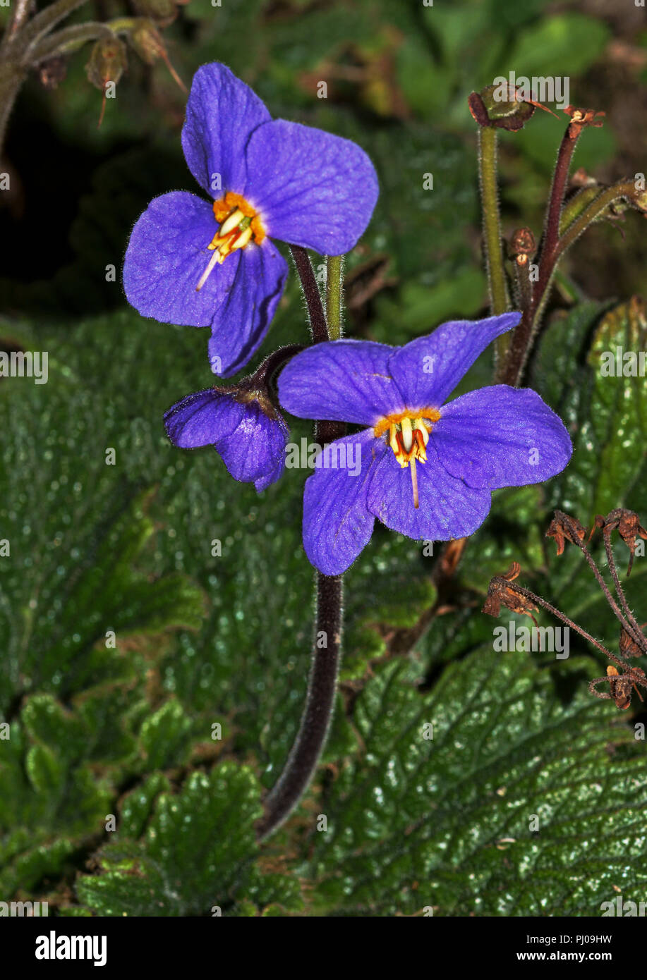 Flowers of the rare alpine plant Ramonda (Ramonda myconi).Endemic to ...