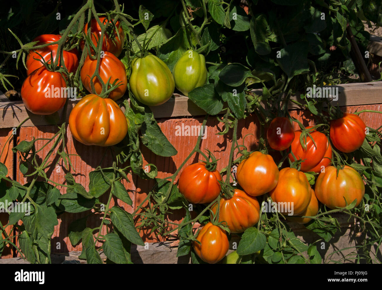 F1 varities hi-res stock photography and images - Alamy