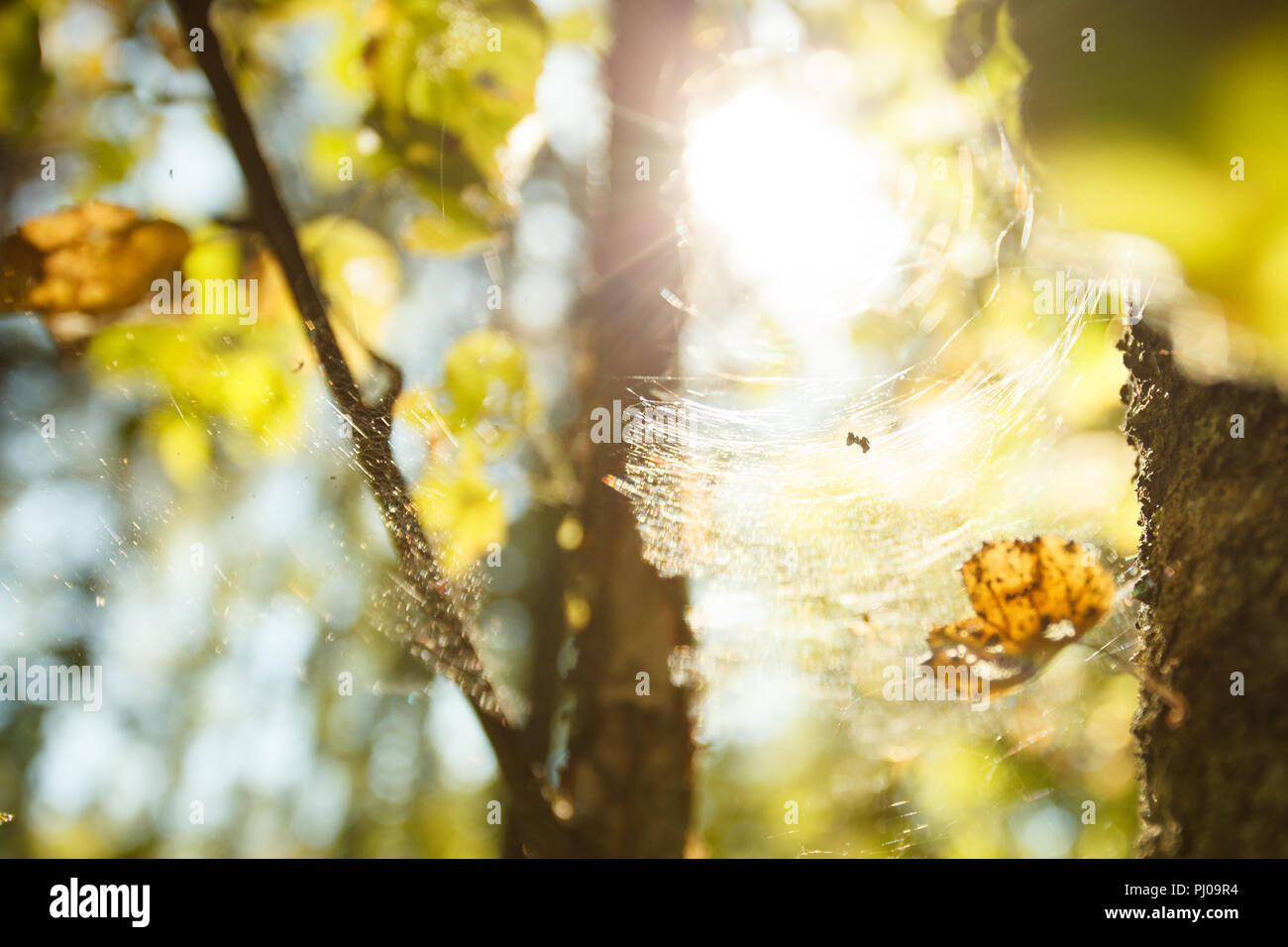 Colors of autumn, wood with spider web. Nature background. Spider web ...