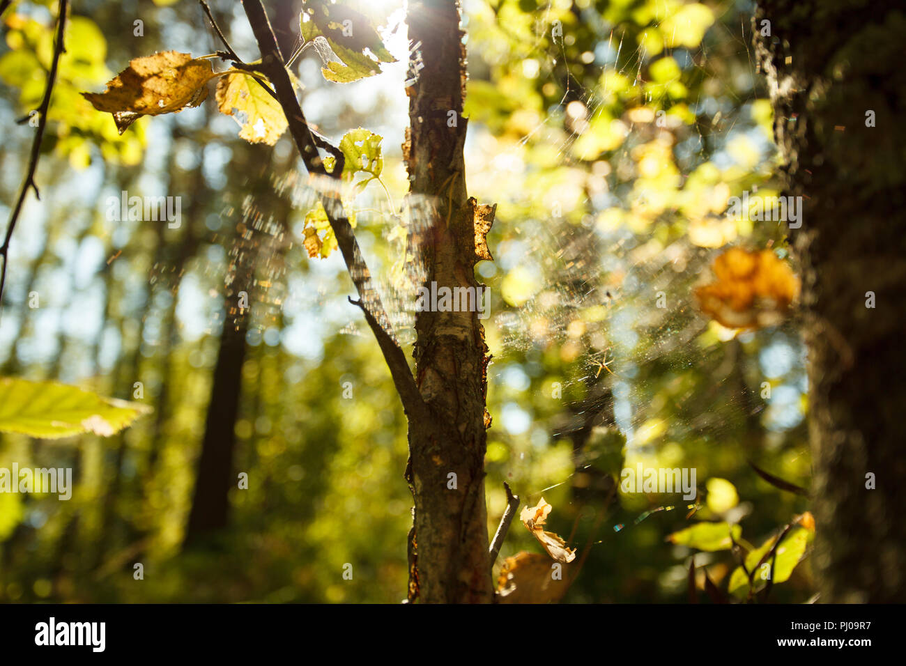 Colors of autumn, wood with spider web. Nature background. Spider web ...