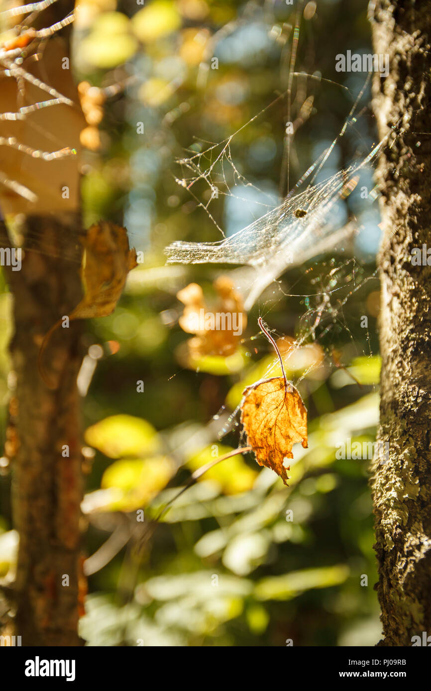 Colors of autumn, wood with spider web. Nature background. Spider web ...