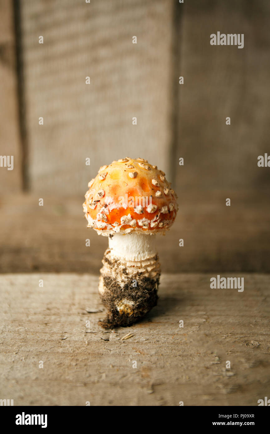 red toadstool on wooden background, poison mushroom, rustic style ...