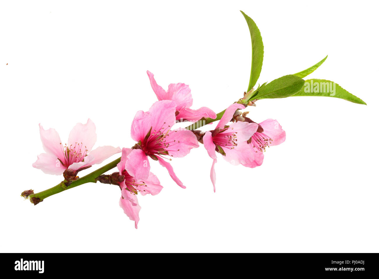 Pink blossom almond flowers Cut Out Stock Images & Pictures - Alamy
