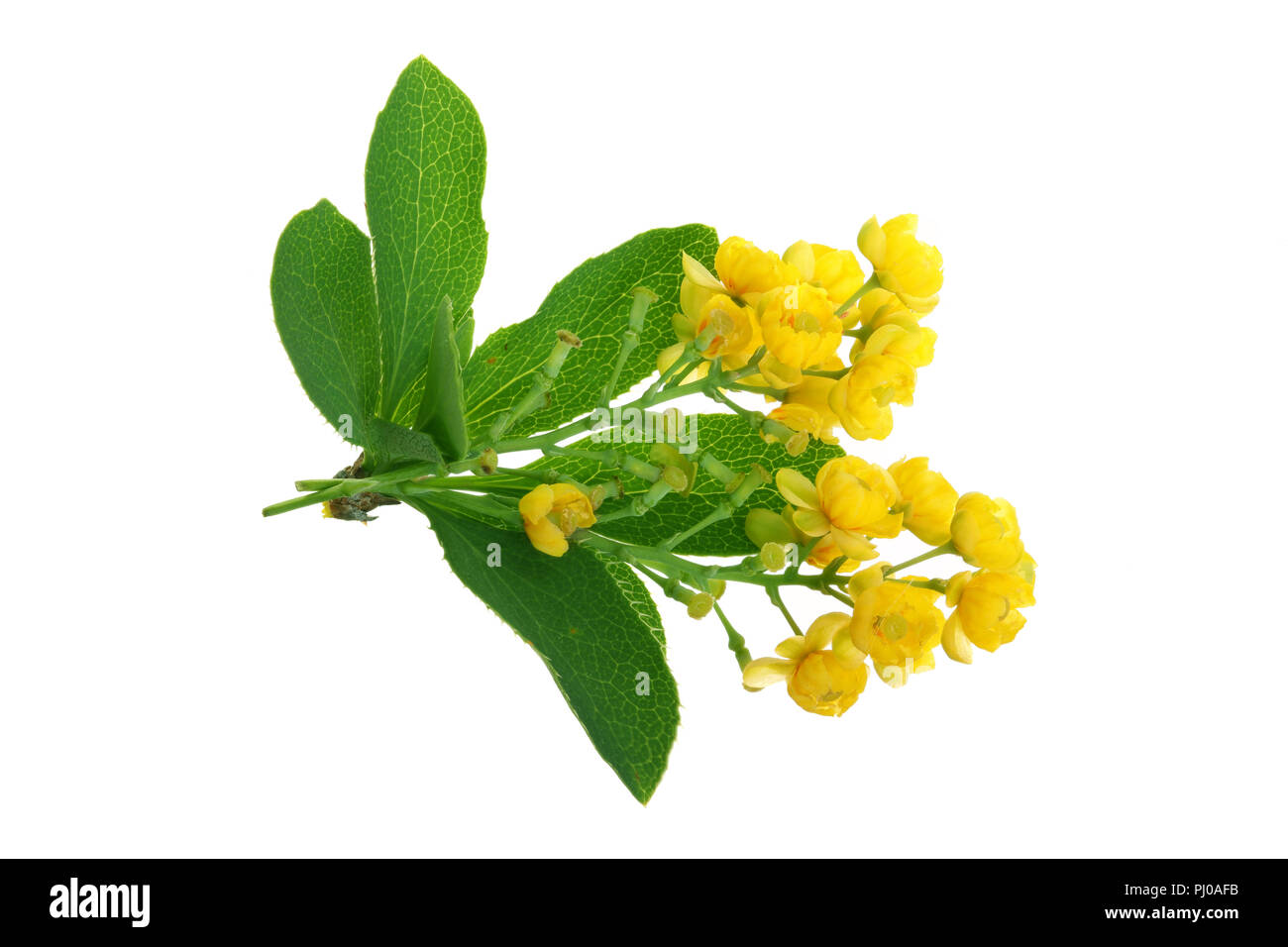 Flowers of barberries with leaves isolated on white background Stock ...