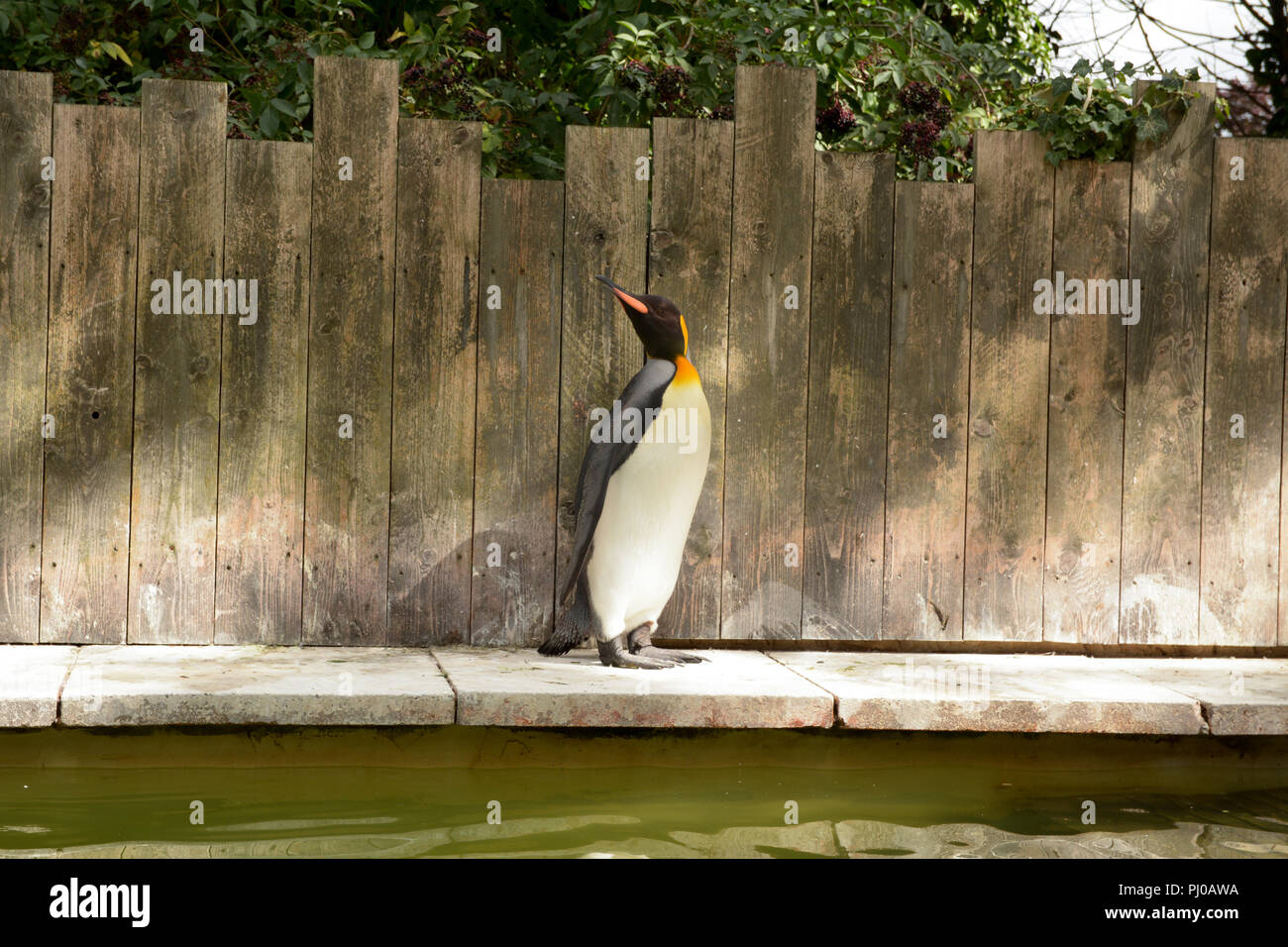 The king penguin enclosure hi-res stock photography and images - Alamy