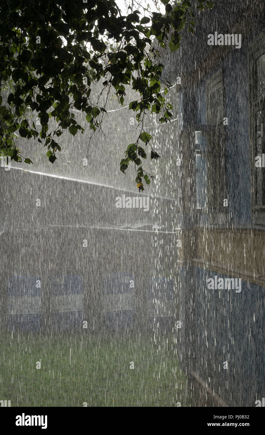 Streams of rain on the background of a farmhouse and birch branches ...