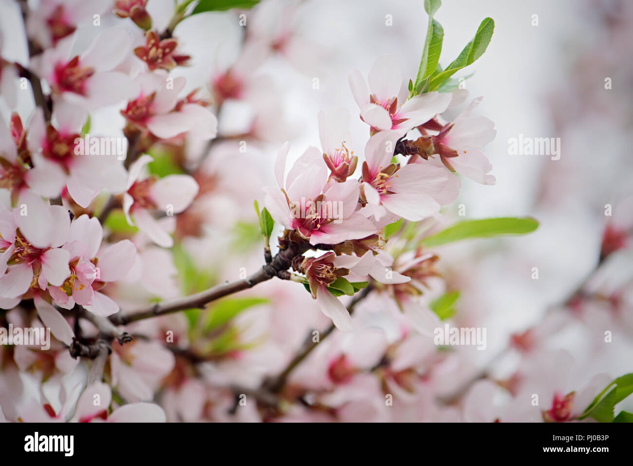 Blooming almondra in the gardens. Beautiful flowers of almandra Stock ...