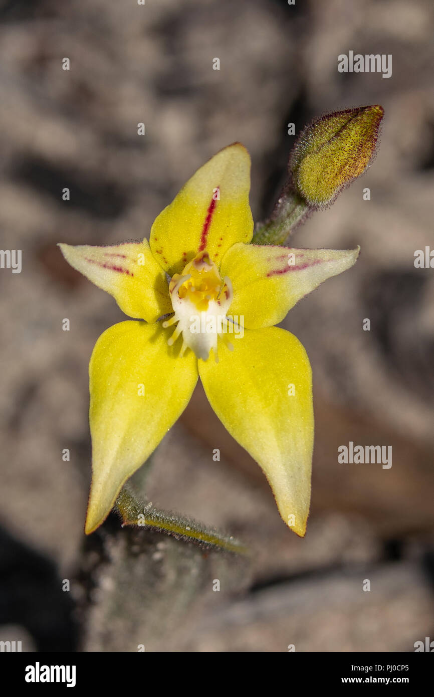 Caladenia flowers hi-res stock photography and images - Alamy