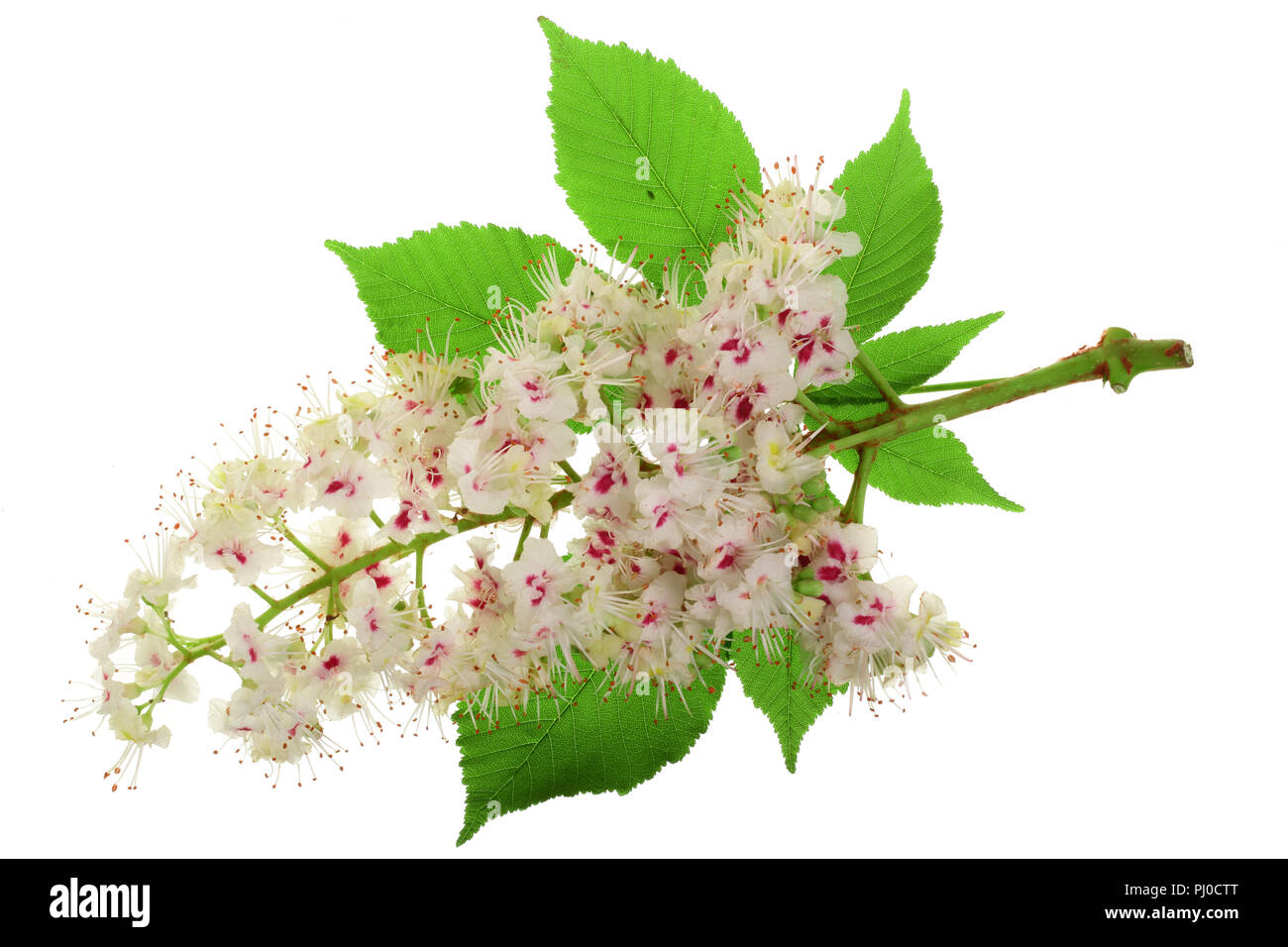 Chestnut flower or Aesculus hippocastanum, Conker tree with leaves ...