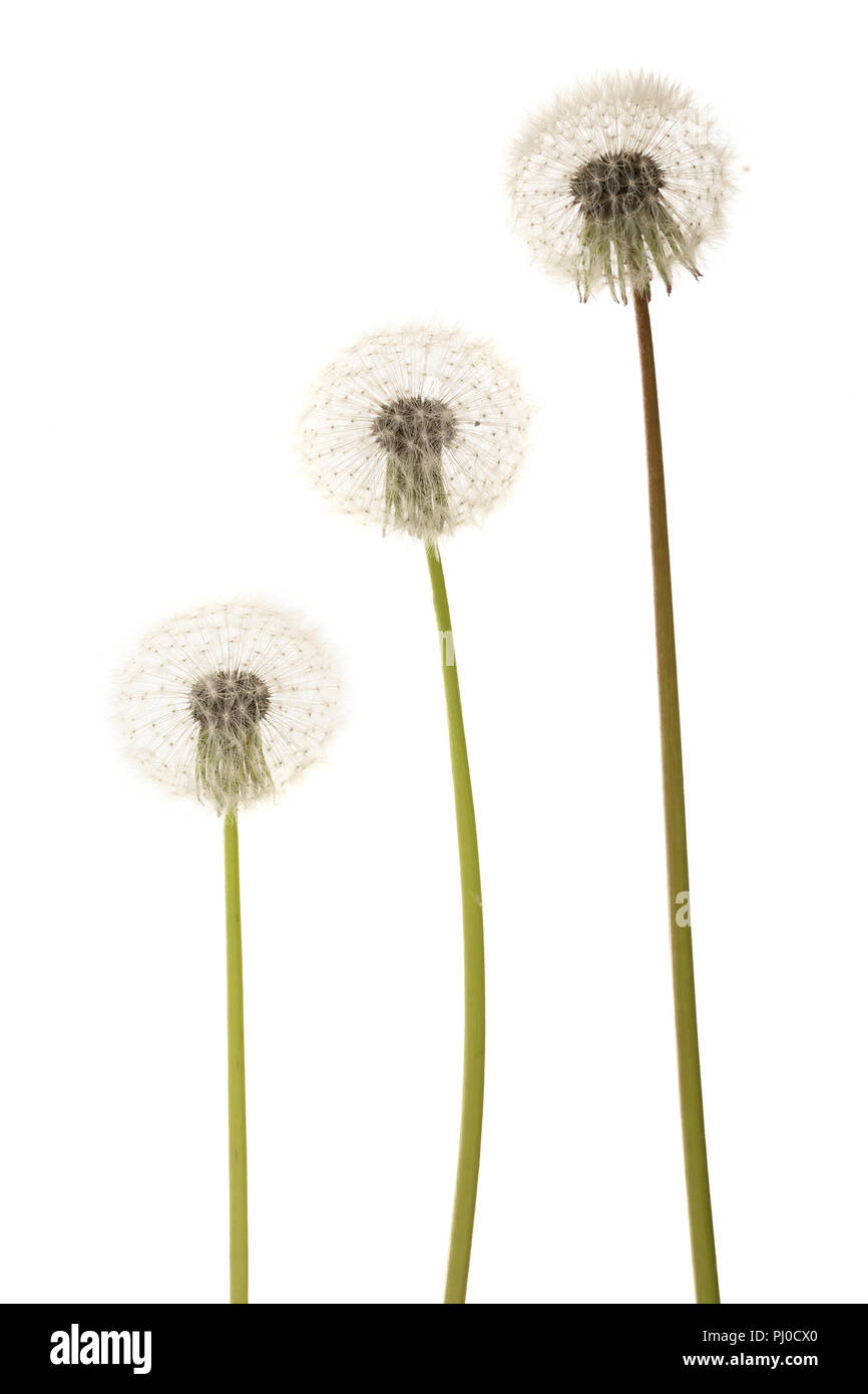 Old dandelion isolated on white background closeup Stock Photo - Alamy