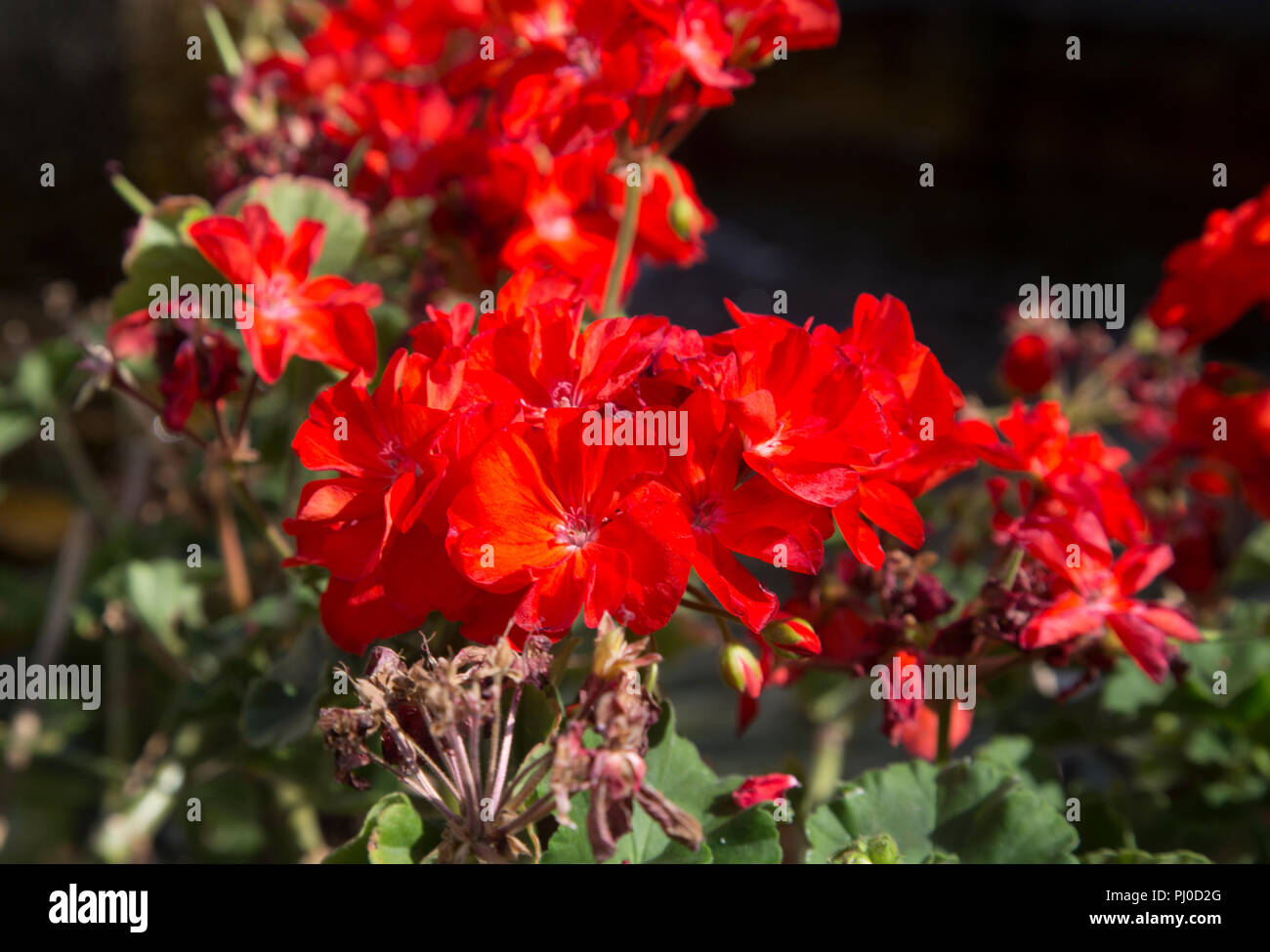 Red carnation flower, close up, horizontal image Stock Photo - Alamy