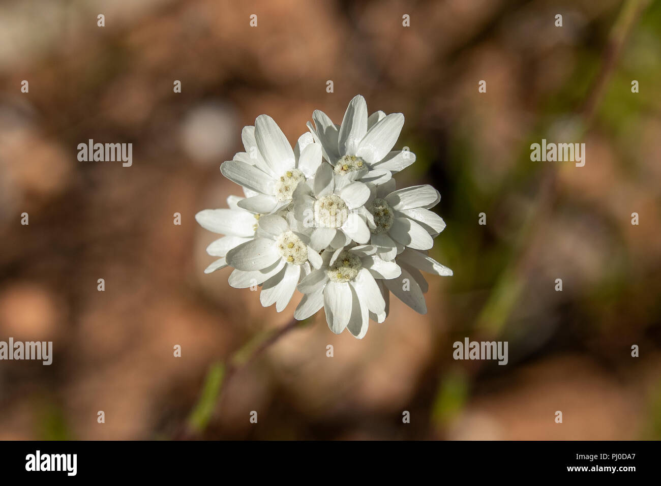 Australian native daisy hi-res stock photography and images - Alamy