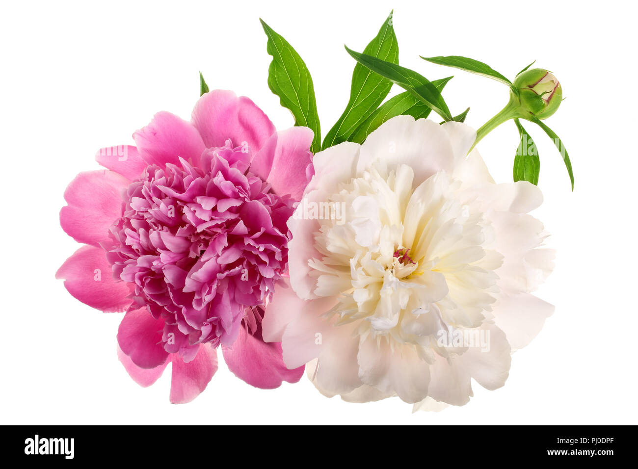 Two pink peony flower close up with green background hi-res stock ...