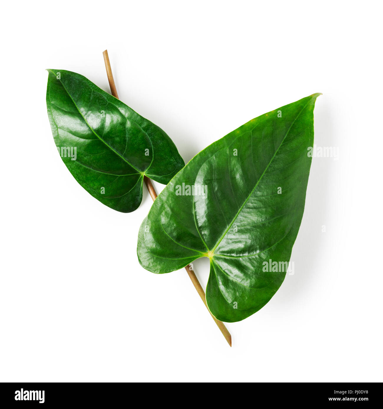 Green leaves of flamingo flower, anthurium tropical plant isolated on ...