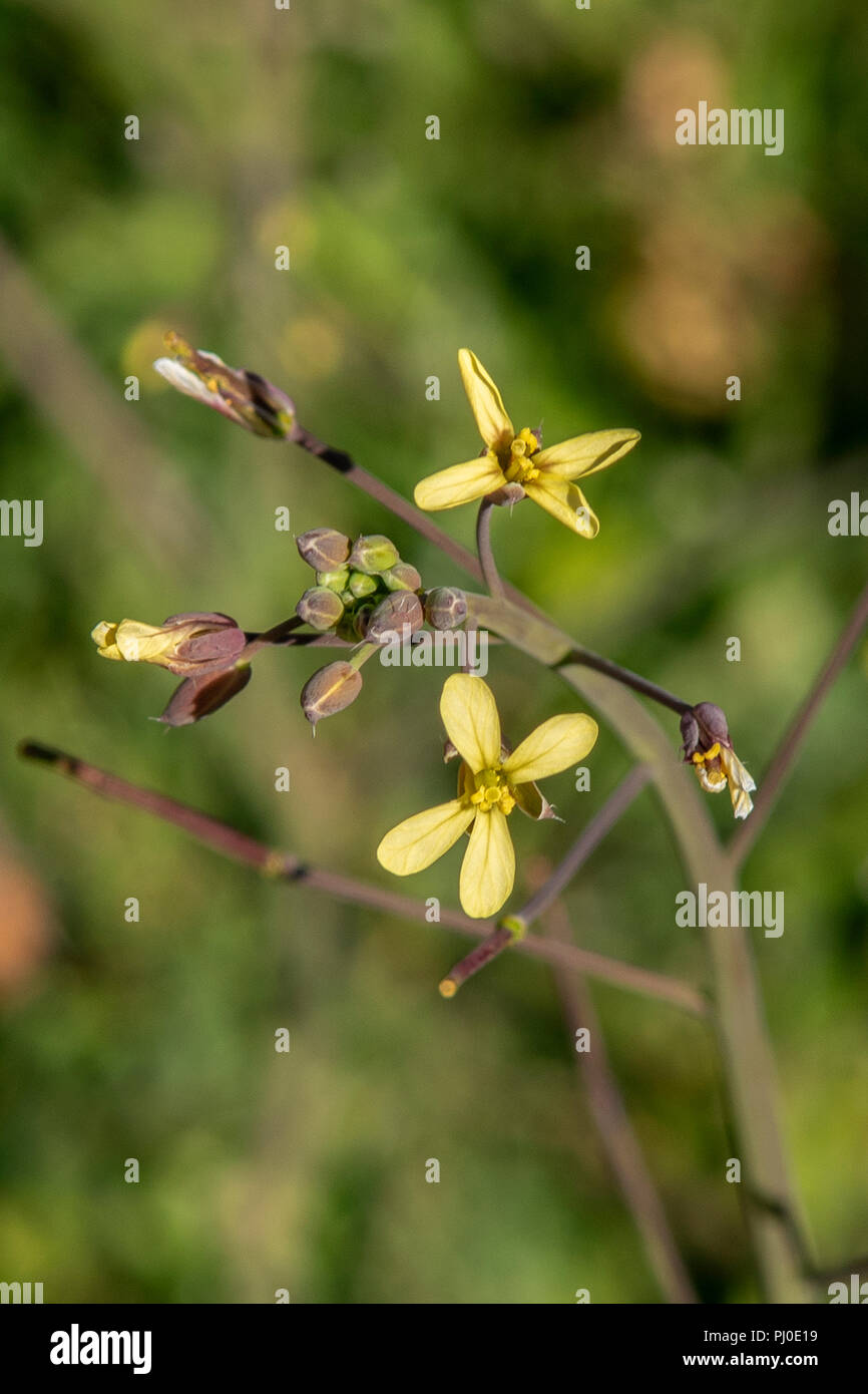 Stylidium squamellosum, Maize Triggerplant Stock Photo - Alamy