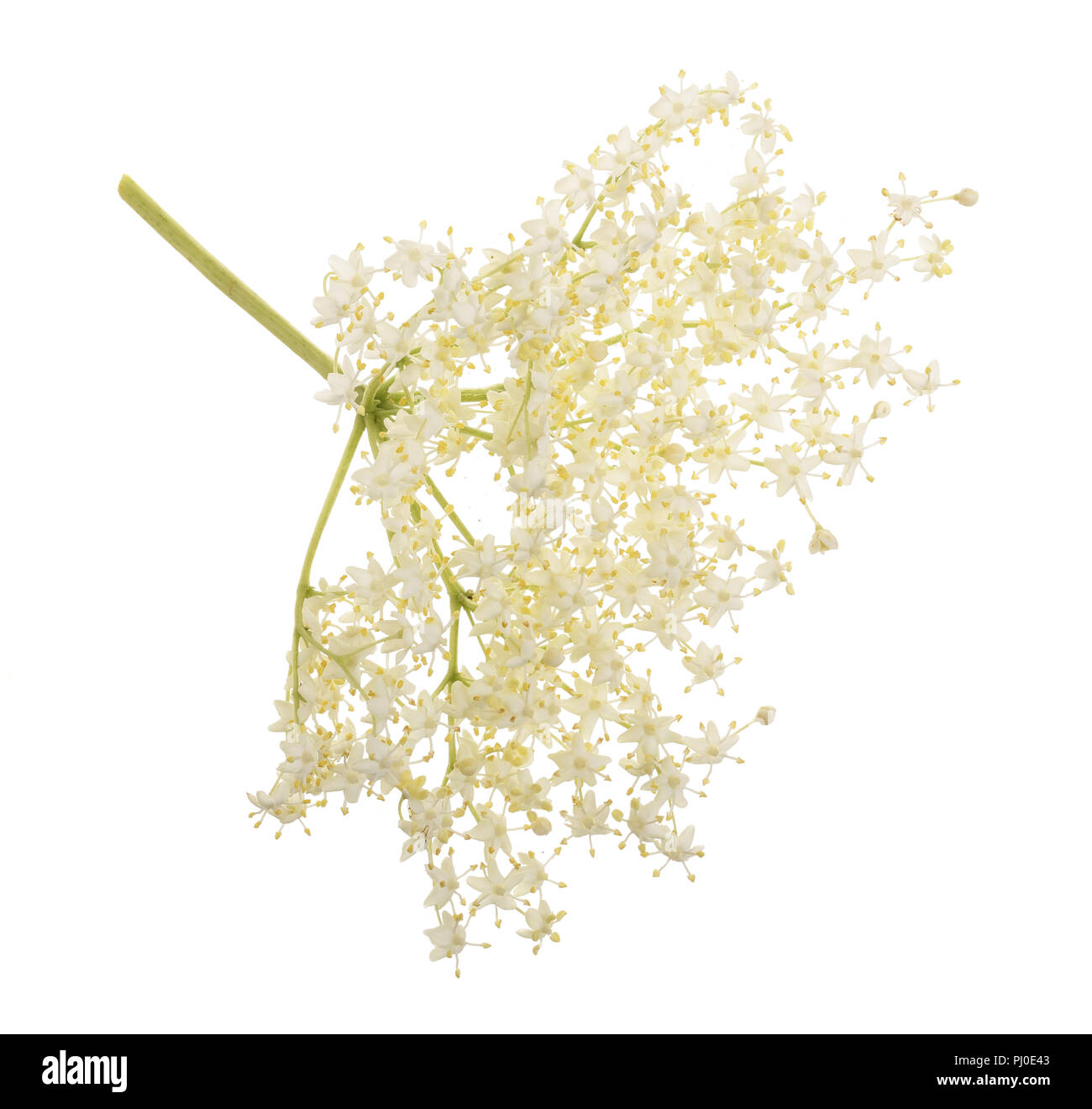 Elder flower blossoms isolated on a white background. Medicinal plant ...