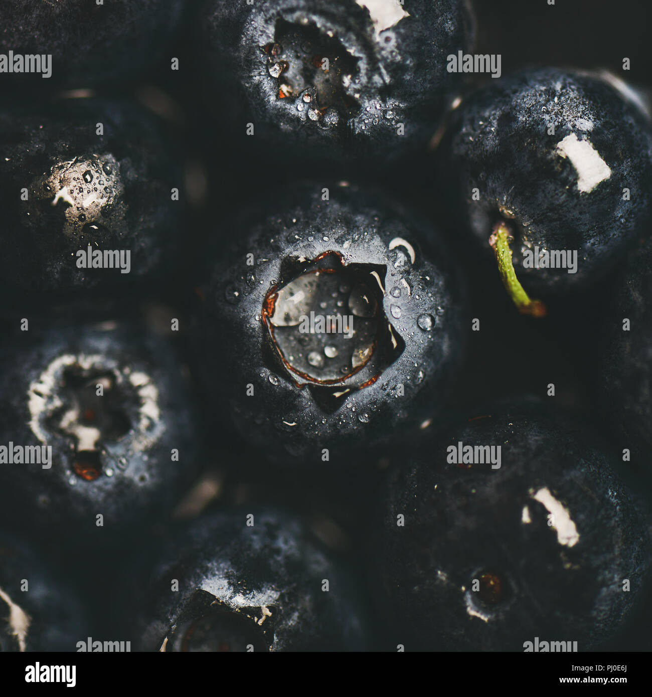 Flat-lay of wet dark forest blueberries, top view, square crop Stock ...