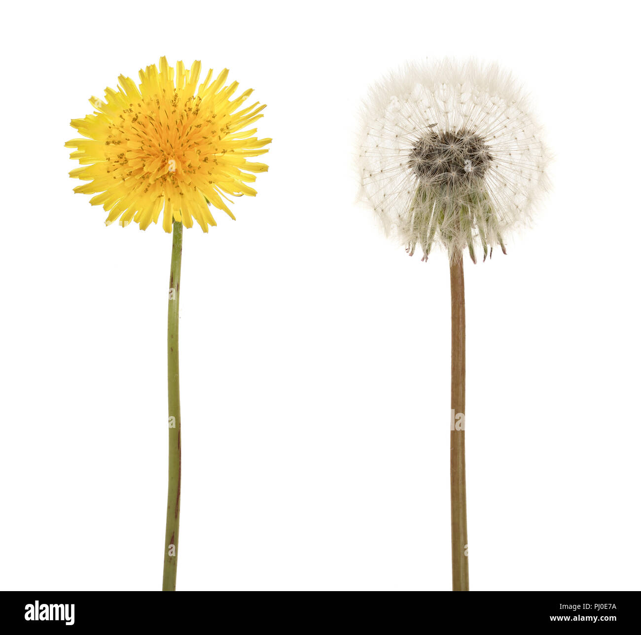 Two dandelion isolated on white background closeup Stock Photo - Alamy