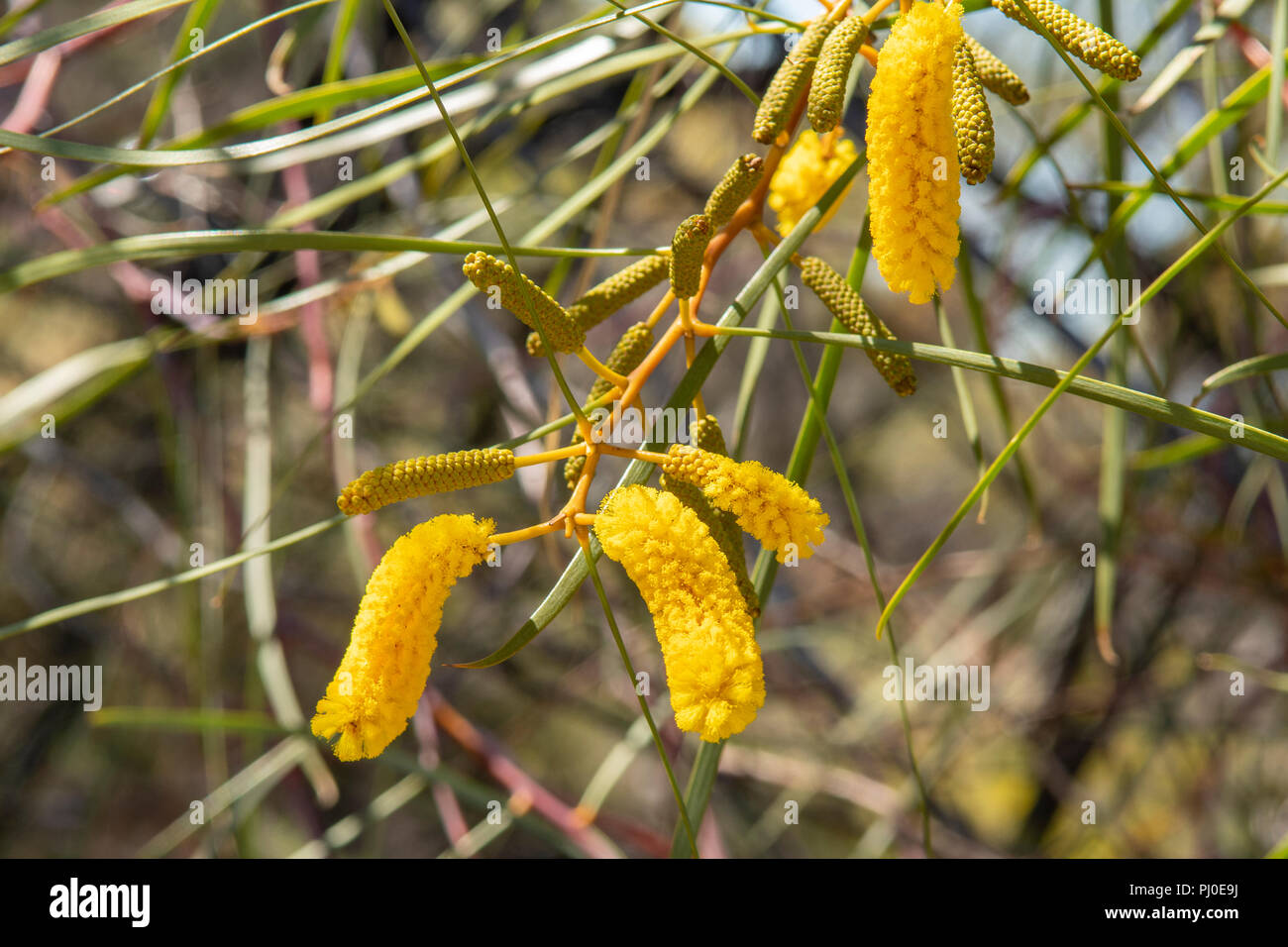 Acacia australia hi-res stock photography and images - Alamy