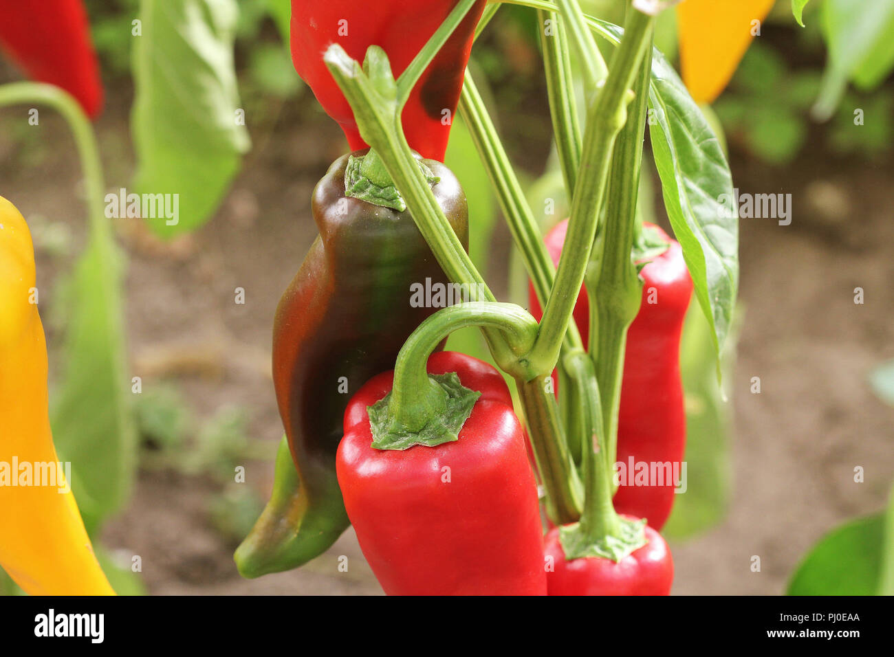 Bell pepper plants hi-res stock photography and images - Alamy