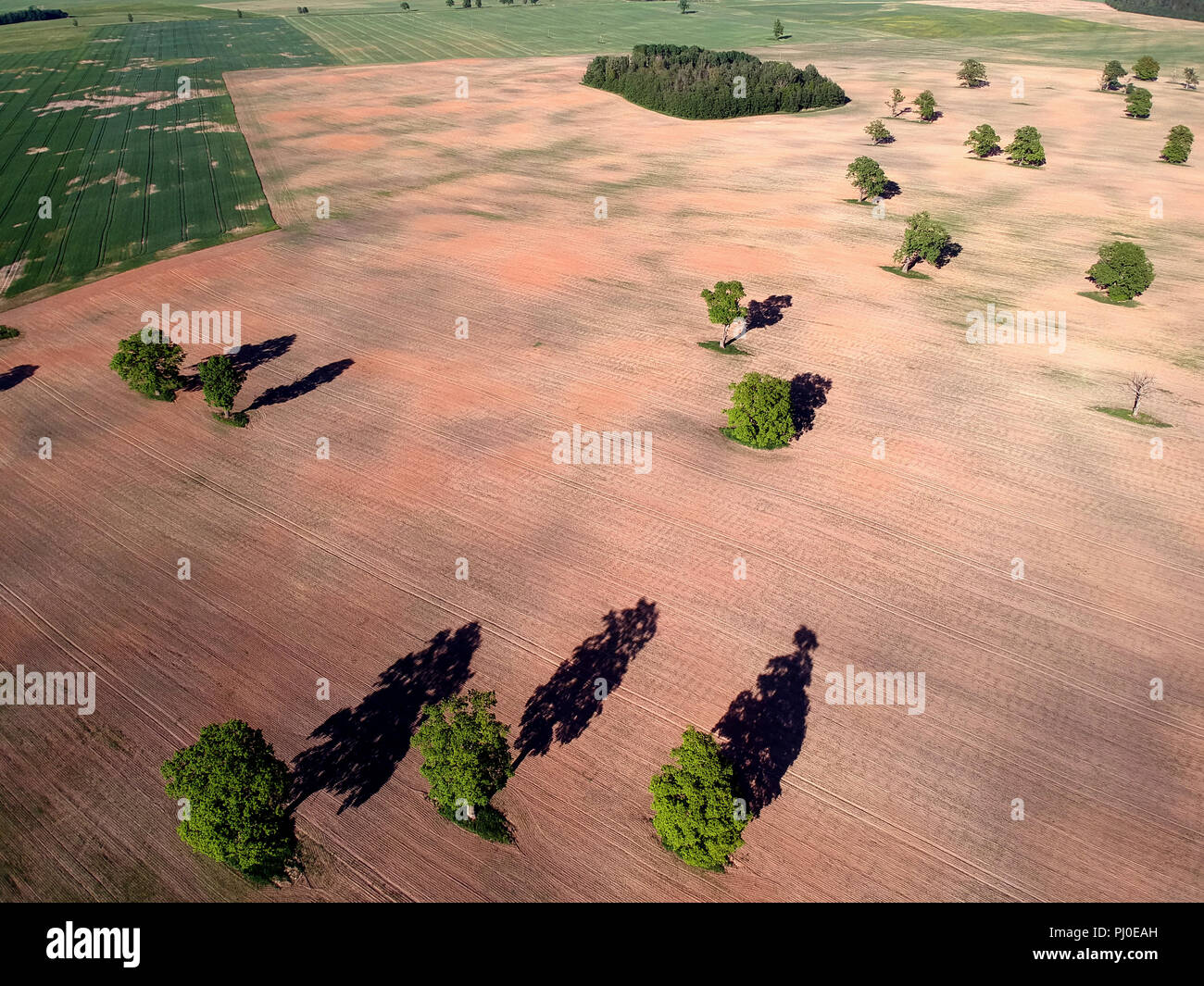 Beautiful farmland field old oaks hi-res stock photography and images ...