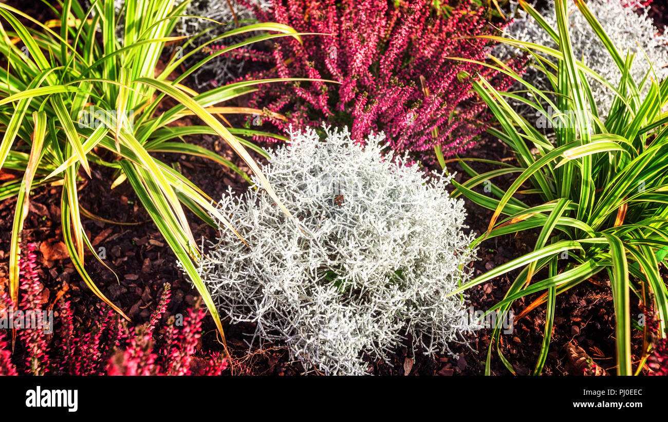 Top view ornamental grass plant hi-res stock photography and images - Alamy