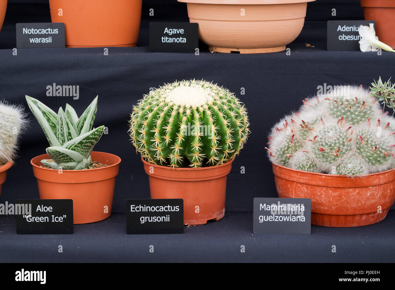 Prize winning display of cactus and succulents at the 2018 Southport ...