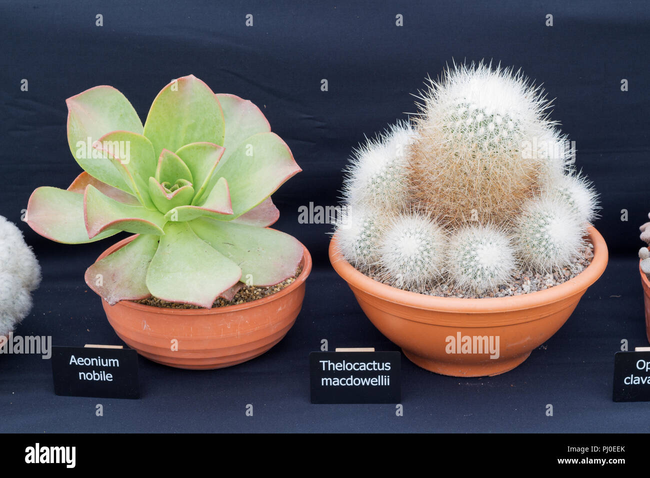 Prize winning display of cactus and succulents at the 2018 Southport ...