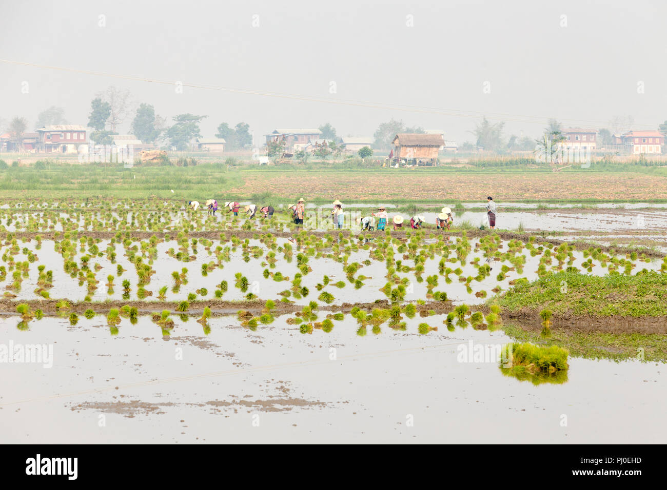 Farmers working in a rice field, Nyaungshwe, Myanmar Stock Photo - Alamy