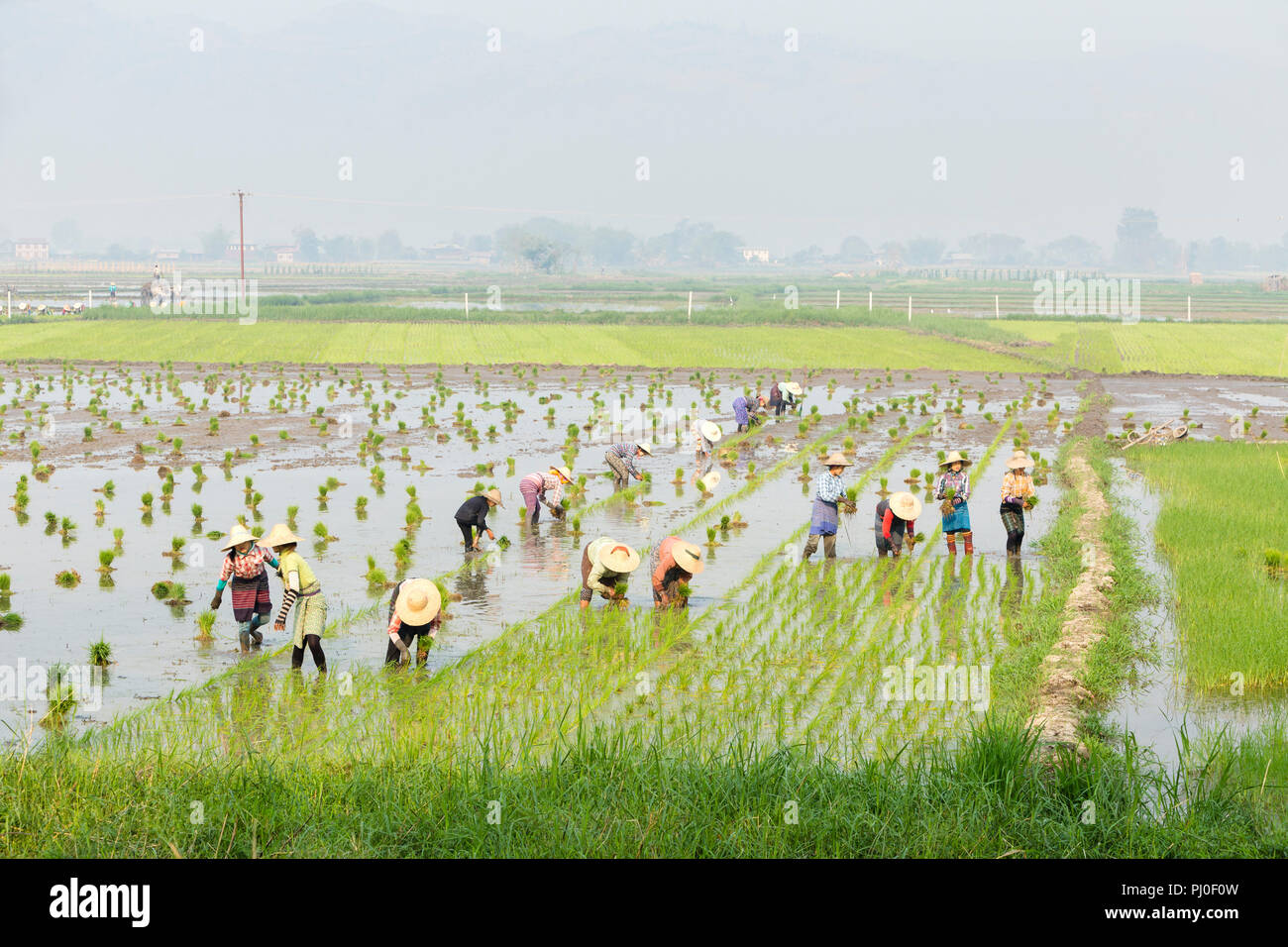 Working in the rice field hi-res stock photography and images - Alamy